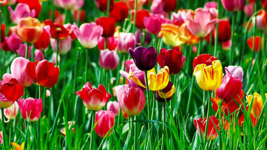 3800 tulpenbollen op de Voorwerf | Marineterrein Amsterdam