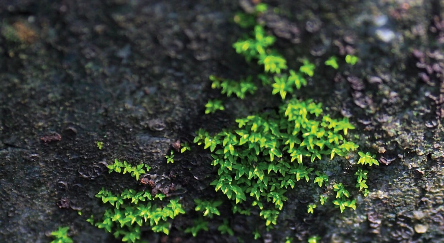 Respyre brengt de betonnen stad tot leven | Marineterrein Amsterdam
